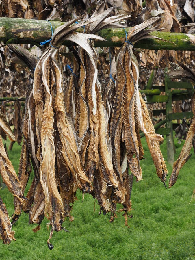 Drying fish, Iceland stock photo. Image of rack, drying - 43138420