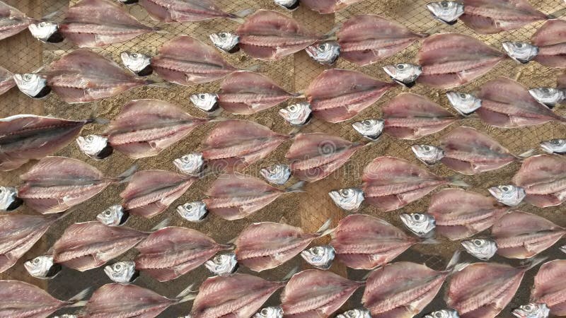 Drying Raw Fish stock image. Image of natural, prepared - 218664861