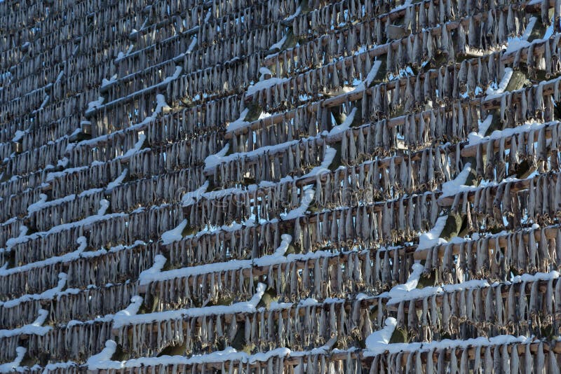 Drying fish stock photo. Image of nordic, outdoor, stockfish - 44513028