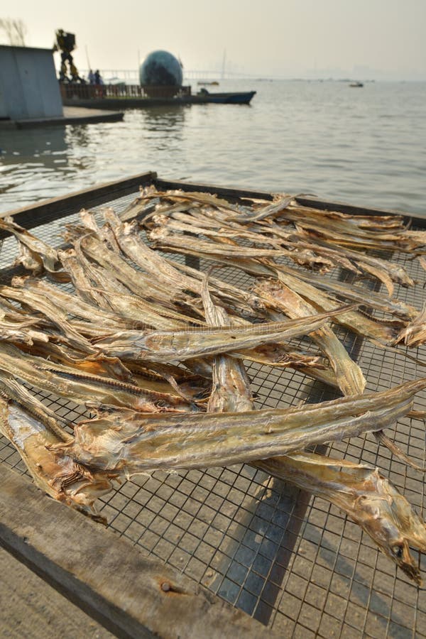 Drying fish under sunlight stock photo. Image of dollar - 242294006