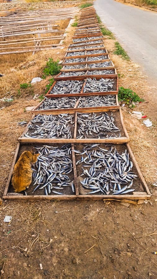 Drying Fish on the Side of the Road Stock Image - Image of street, fish ...