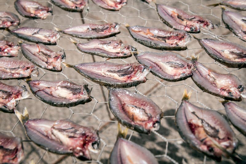 Drying fish stock image. Image of atlantic, hang, gourmet - 56890413