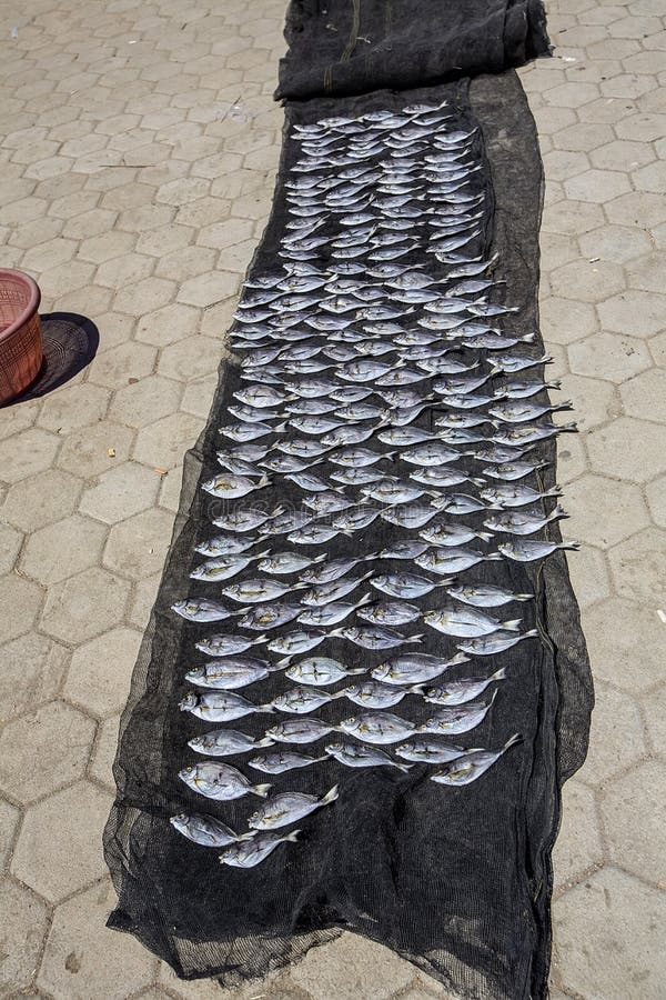 Drying Fish in the Sun, Labuan Bayo, Indonesia Editorial Stock Photo ...