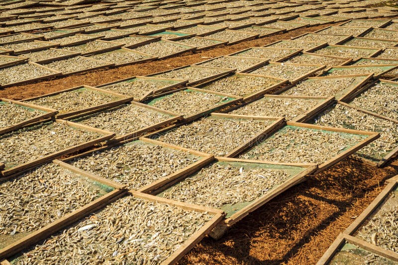 Drying fish in the sun stock image. Image of drying, landscape - 47155959