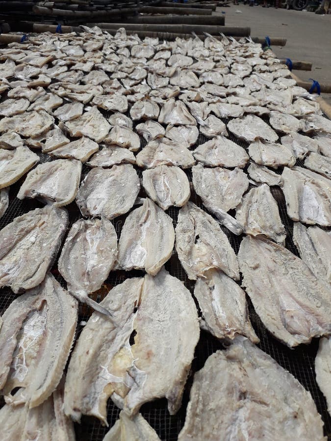 Drying Raw Fish stock image. Image of natural, prepared - 218664861
