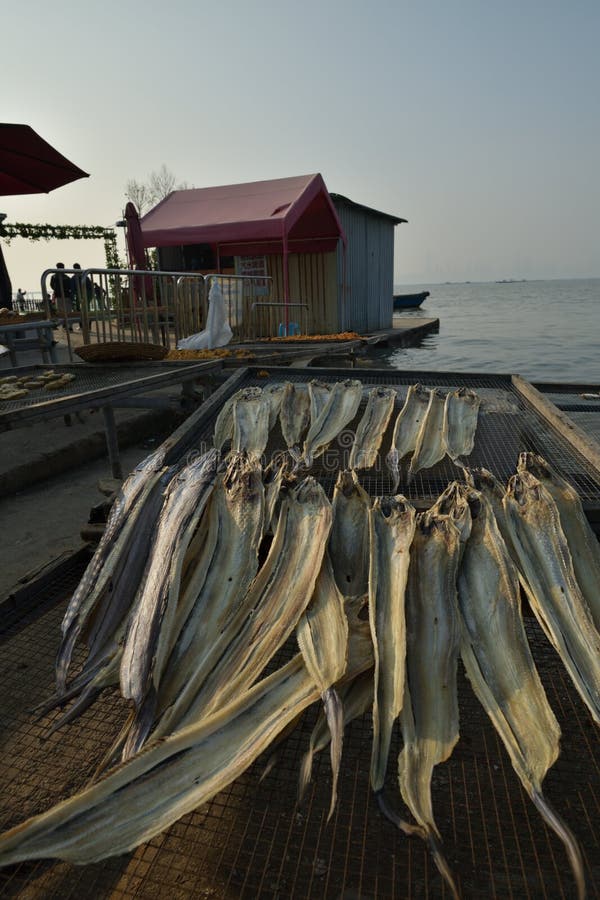 Drying fish under sunlight editorial photo. Image of squid - 242293546