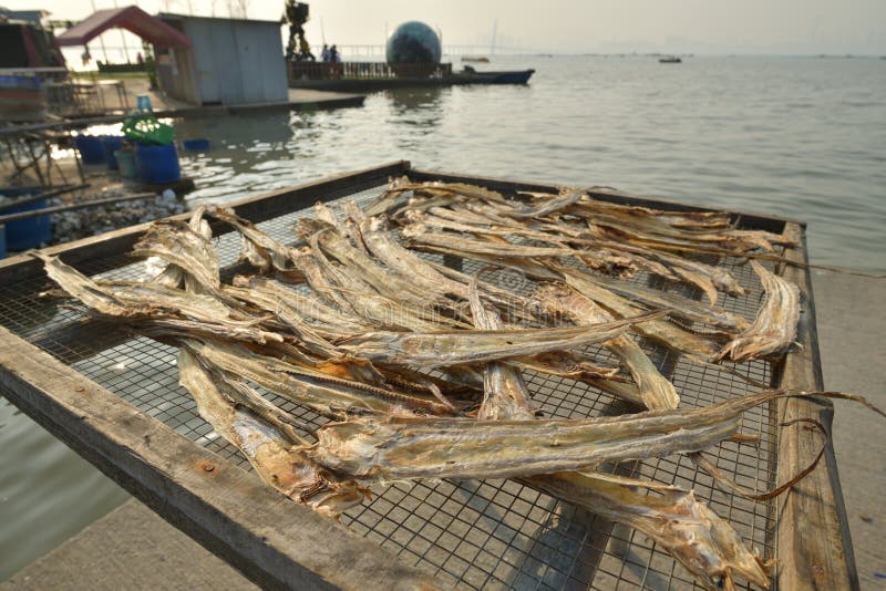 Drying fish under sunlight stock photo. Image of dollar - 242293984