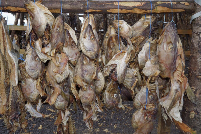 Drying fish stock image. Image of commercial, fish, european - 38779397