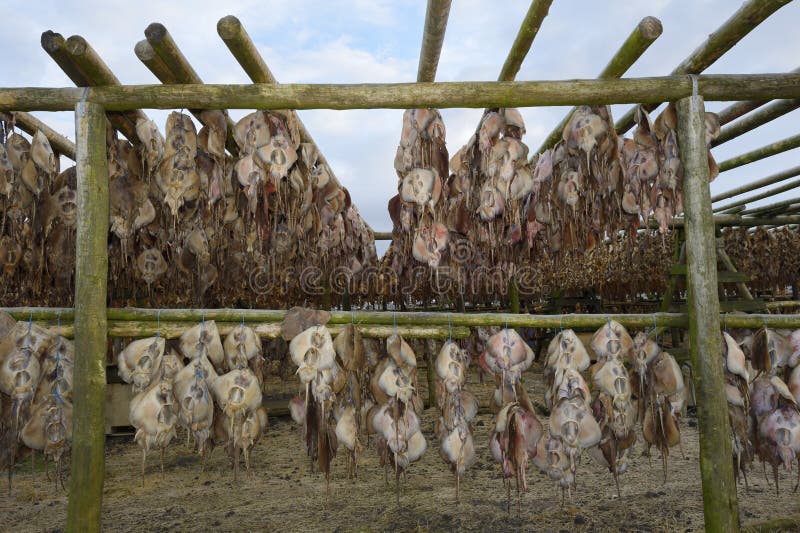 Drying fish stock image. Image of ancient, fish, abstract - 38779425