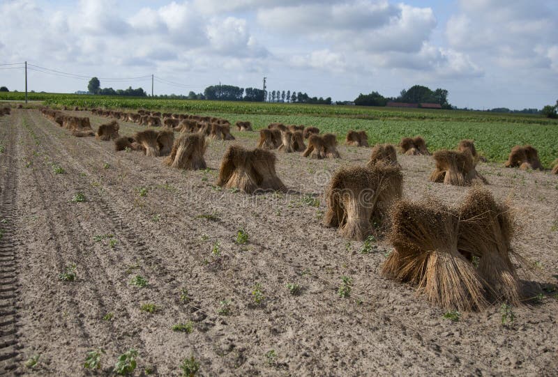 Drying flax on field stock image. Image of flanders, belgium - 21006995