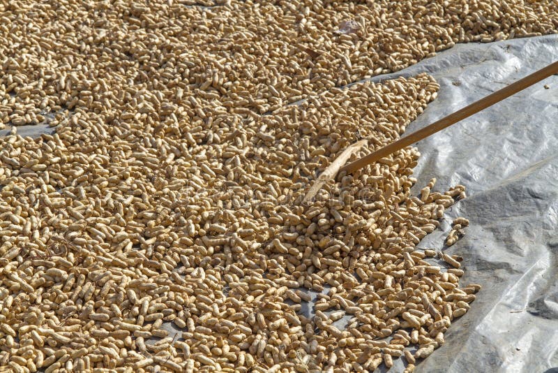 Drying Fresh Peanuts in the Sun Stock Photo - Image of brown, peanut ...