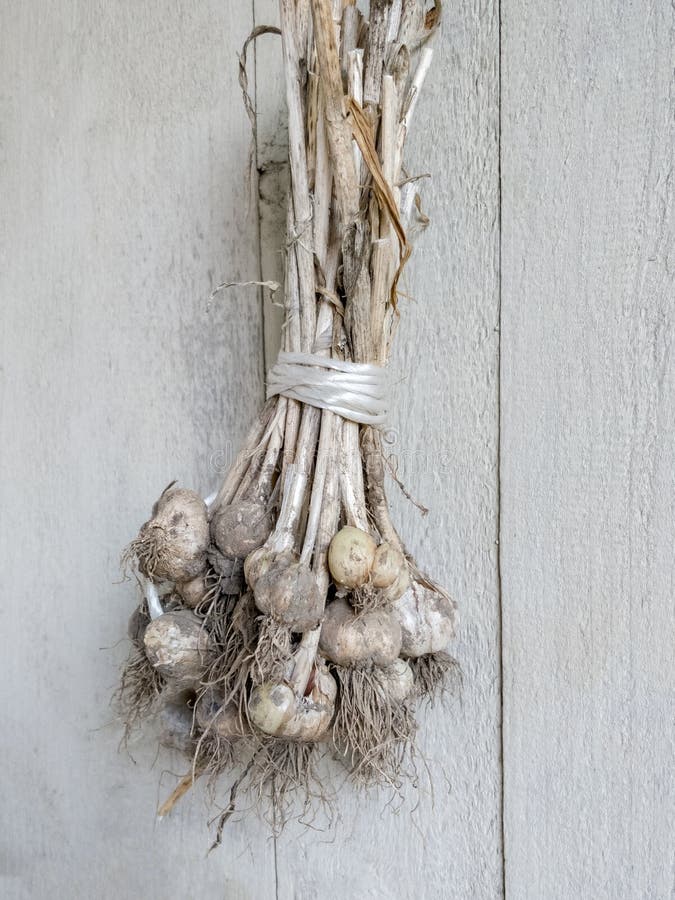 Drying Garlic Bulbs stock photo. Image of health, drying - 100015508