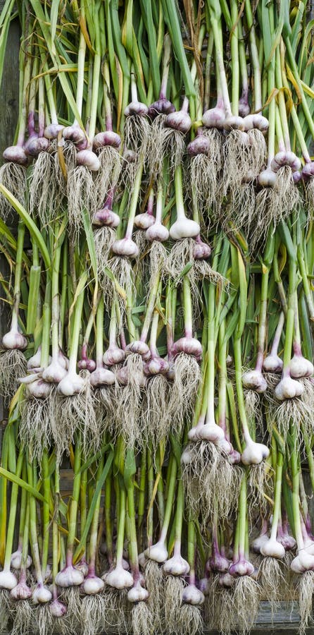 Drying of garlic stock photo. Image of macro, color, plant - 60626920