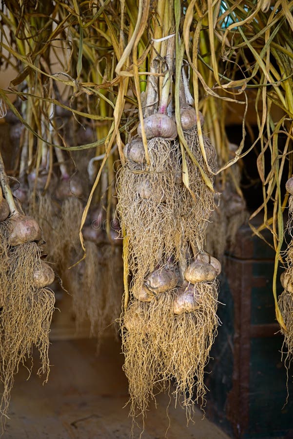 Drying of Garlic in a Wooden Shed Stock Image - Image of background ...