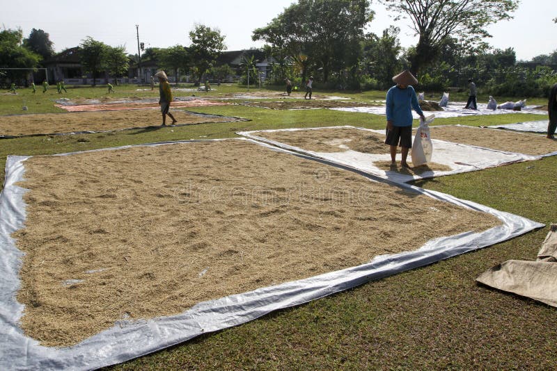 Drying grain editorial image. Image of lawn, karangamyar - 74702970