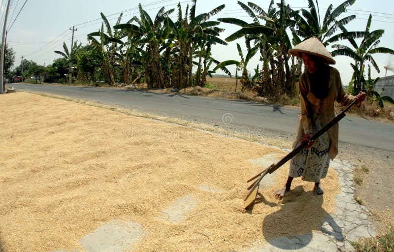Drying grain editorial stock image. Image of plantation - 34520279