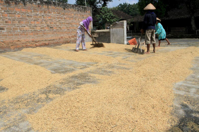 Farmers Drying Cacao Seeds in Ghana, Africa Editorial Stock Image ...
