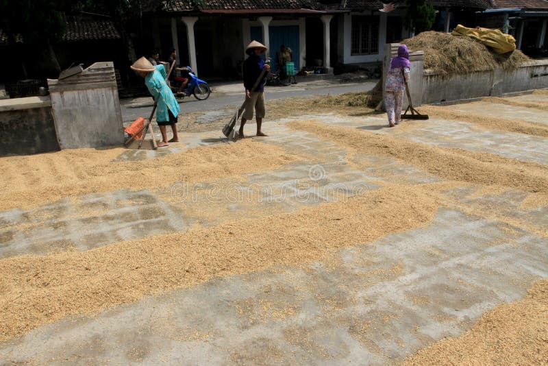 Farmers Drying Cacao Seeds in Ghana, Africa Editorial Stock Image ...