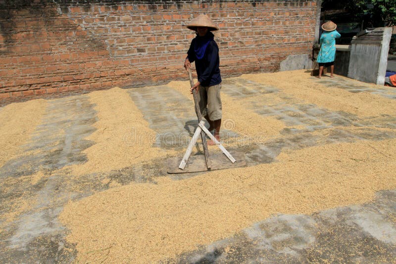Drying grain editorial stock image. Image of plantation - 34520279