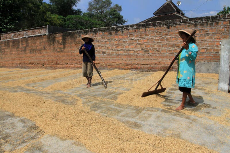 Farmers Drying Cacao Seeds in Ghana, Africa Editorial Stock Image ...