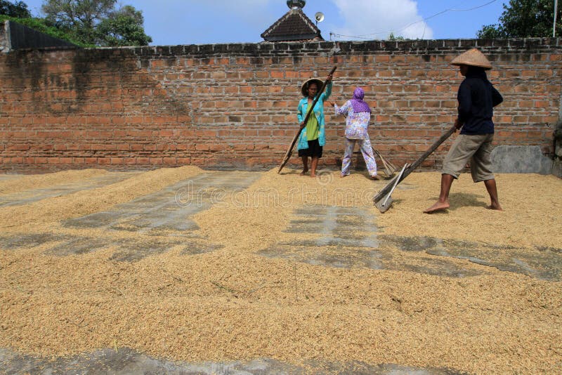 Farmers Drying Cacao Seeds in Ghana, Africa Editorial Stock Image ...