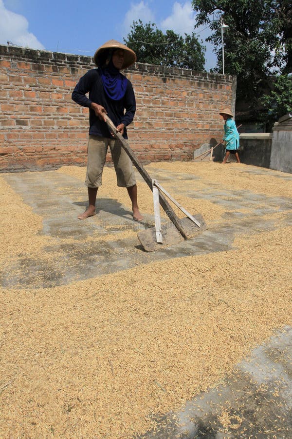 Drying grain editorial stock image. Image of plantation - 34520279