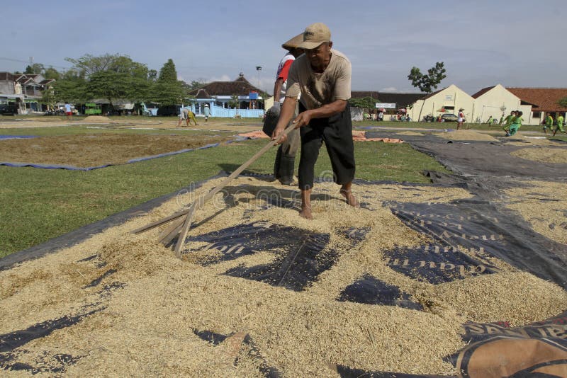 Farmers Drying Cacao Seeds In Ghana, Africa Editorial Stock Image ...