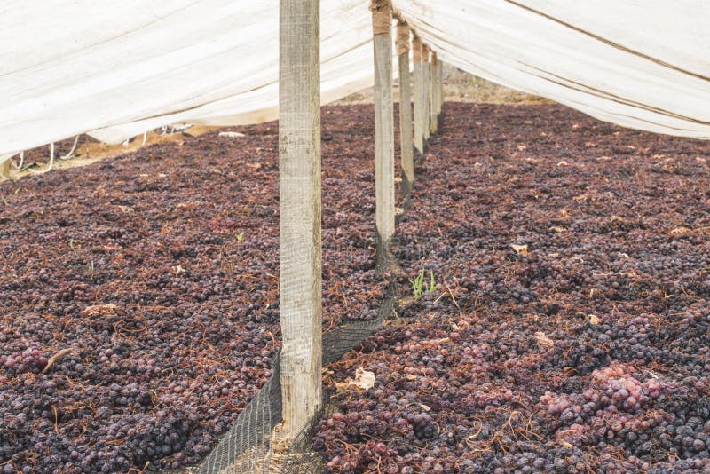 Drying grapes for raisins stock photo. Image of ingredient - 55169996