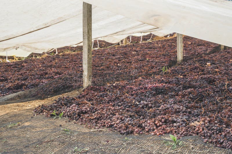 Drying Grapes at Home in the Sun Stock Image - Image of outdoors, rural ...