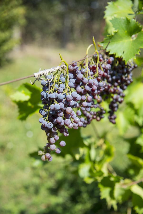 Drying grapes in the sun stock image. Image of crop - 130621269