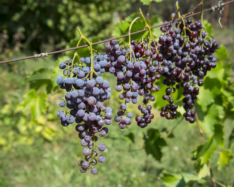 Drying Grapes in the Garden Stock Image - Image of juicy, green: 152618995