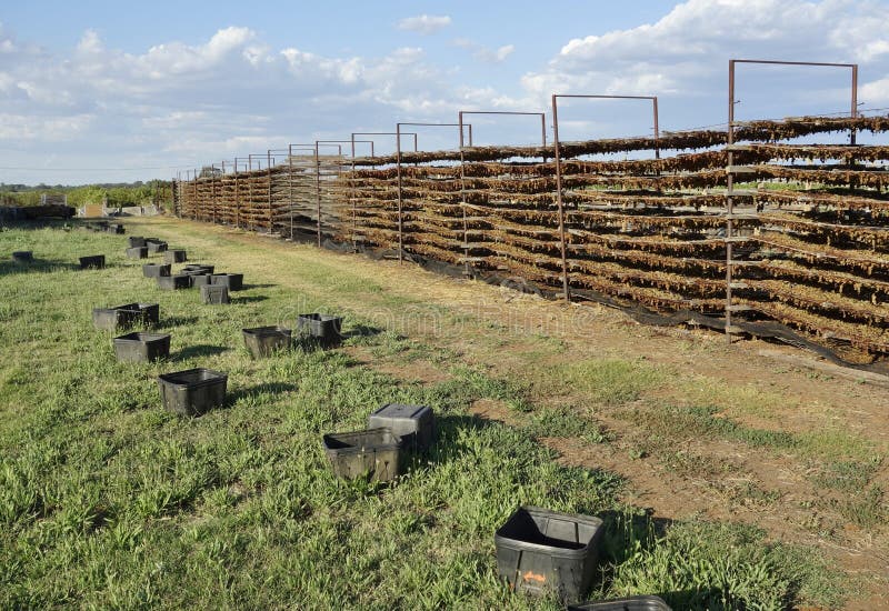 The Drying-green. stock image. Image of picking, empty - 38305229