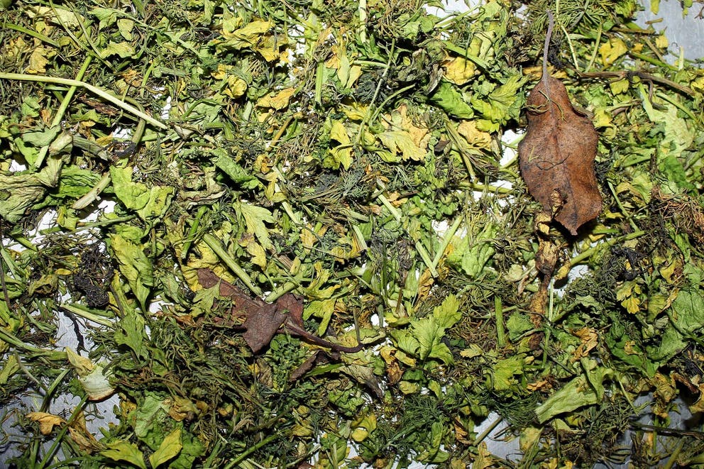 Drying of green mass stock photo. Image of green, shrub - 348146048