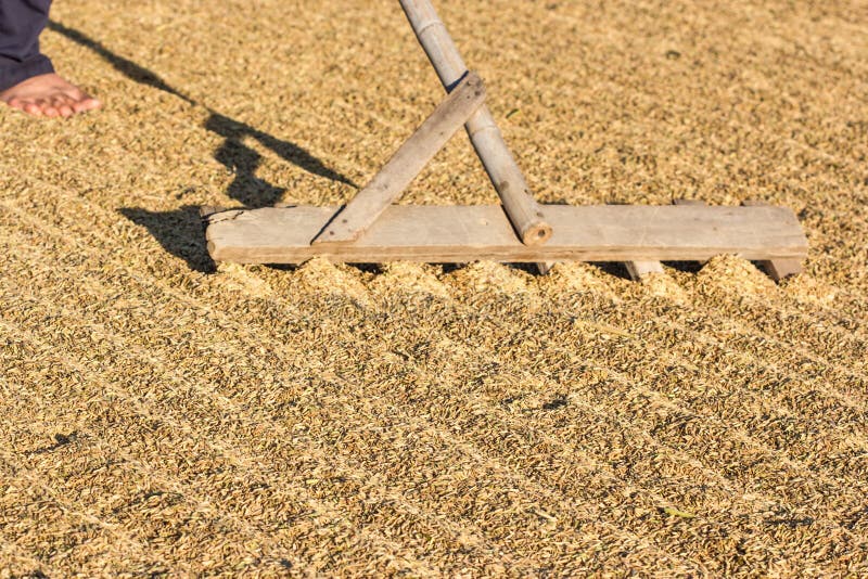 Drying Harvested Rice in a Flat Field Stock Photo - Image of rice ...