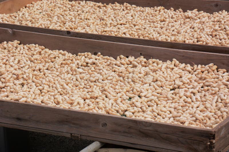 Drying after Harvesting Peanuts. Stock Photo - Image of crop, fruit ...