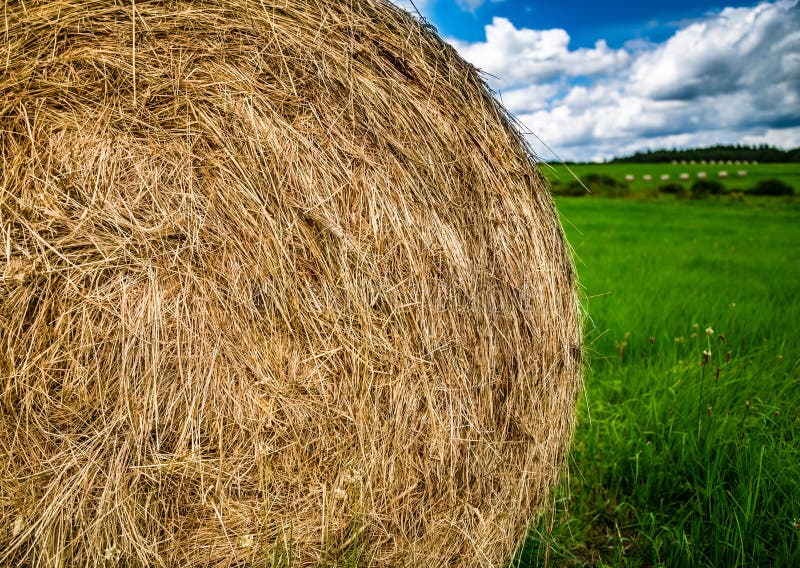 Drying hay roll stock photo. Image of farm, close, field - 78141518