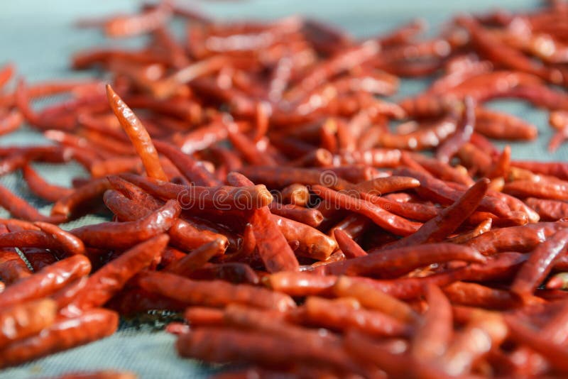 Drying hot peppers stock image. Image of ingredient, variety - 64888419