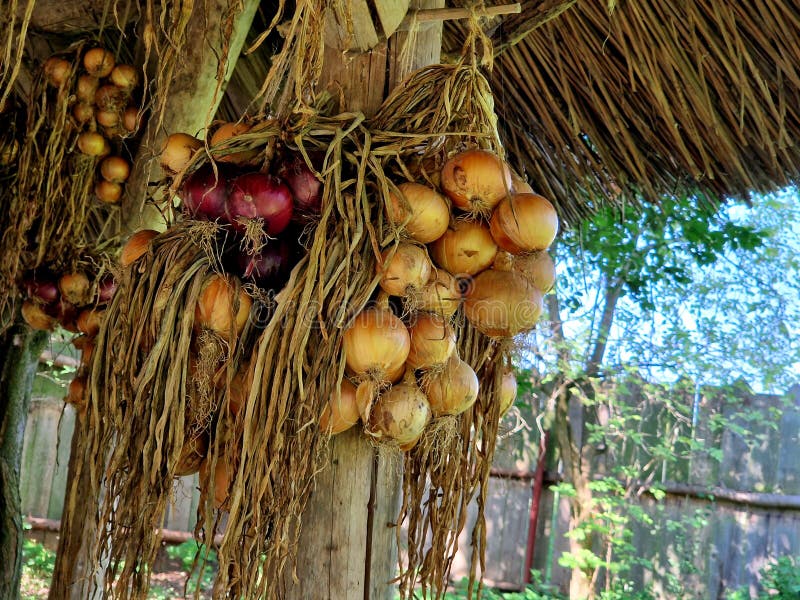 Drying Kitchen Garlic in a Bundle Under the Barn Roof. Hanging Roots ...