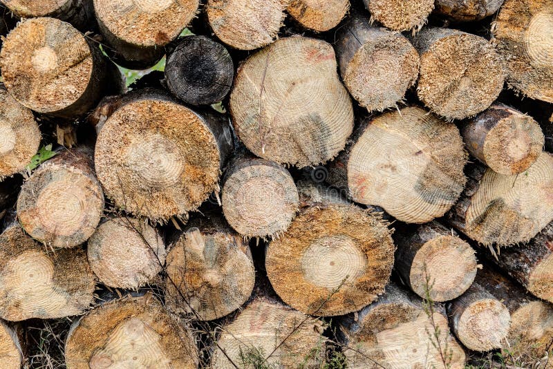 Drying Out New Logs stock image. Image of chopped, outside - 4889195