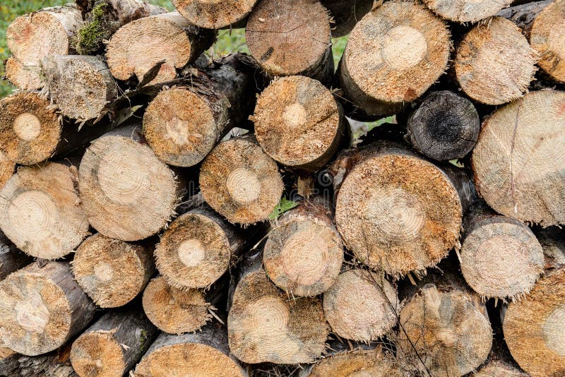 Drying Out New Logs stock image. Image of chopped, outside - 4889195