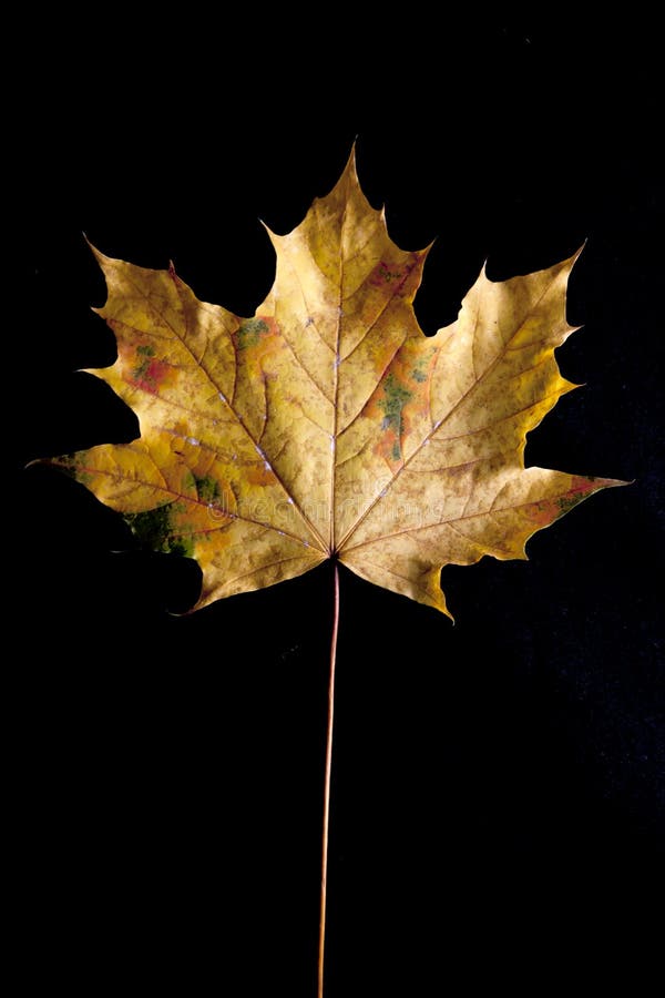 Drying maple leaf. stock image. Image of macro, fall - 27649729
