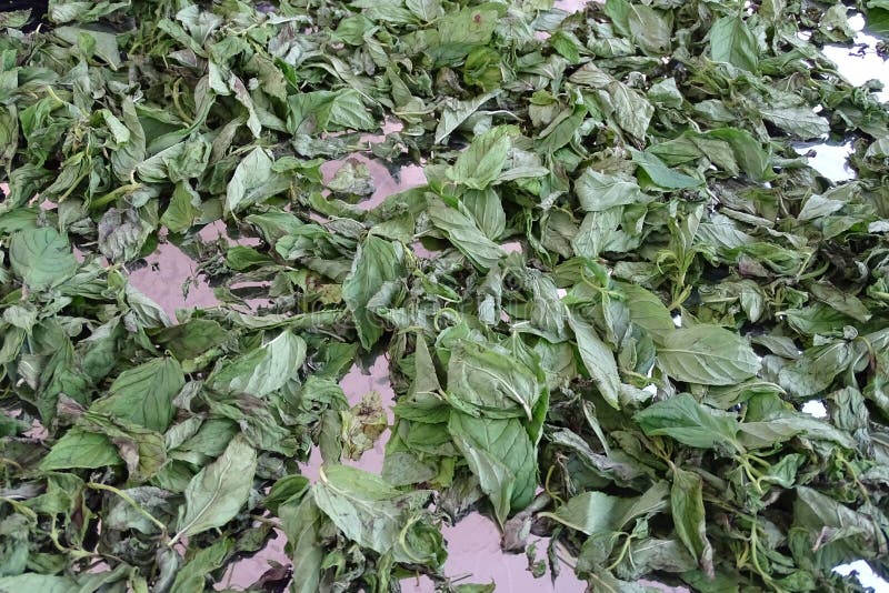 Drying Mint, Drying Mint in the Sun, Dried Mints, Drying Healthy Mint ...