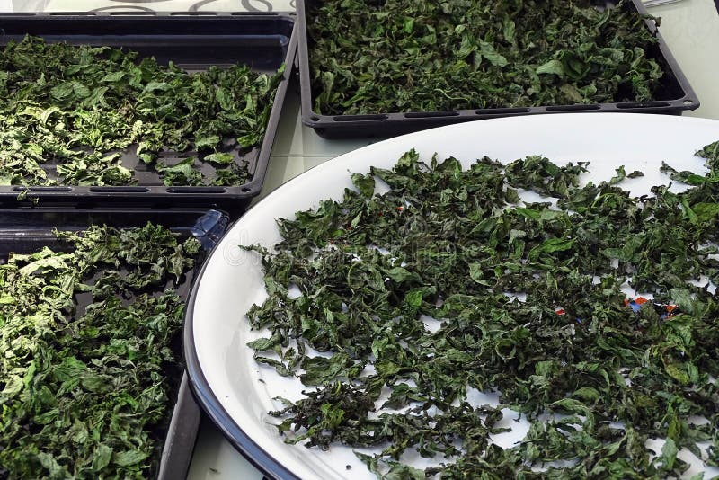 Drying Mint, Drying Mint in the Sun, Dried Mints, Drying Healthy Mint ...
