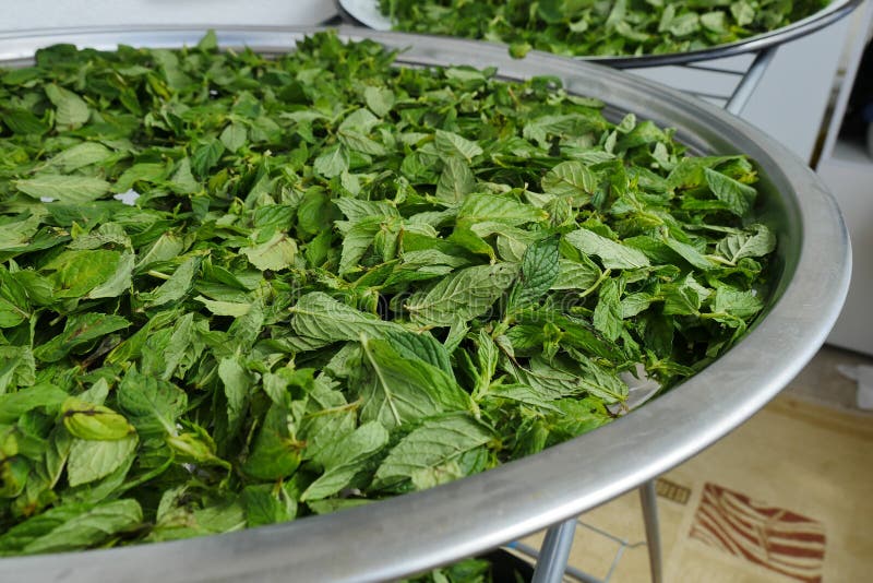 Drying Mint at Home, Drying Fresh Mint Stock Image - Image of nature ...