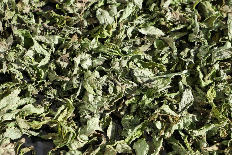 Drying Mint in Summer Daylight, Dried Mint, Close-up Freshly Dried Mint ...