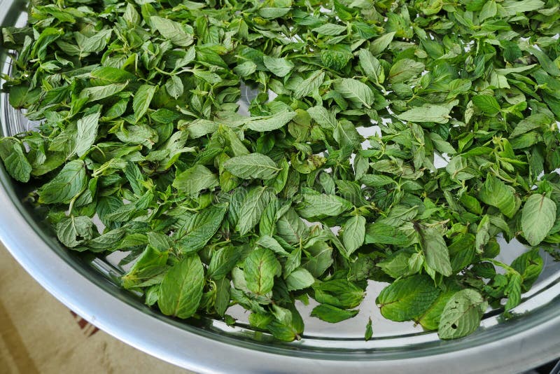 Drying Mint, Sun Drying Fresh Mint, Making Mint Dry, Drying Organic ...