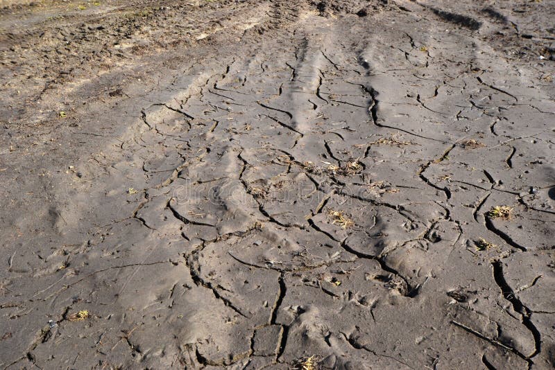 The drying mud cracked stock photo. Image of wither, humidity - 69384360