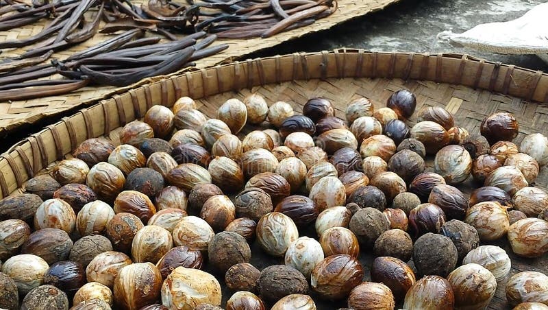 Drying nutmeg stock image. Image of wood, agriculture - 242144729