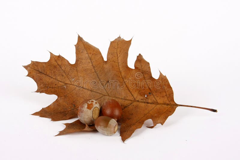 Drying Oak leaf and acorns stock photo. Image of leaf - 11304294