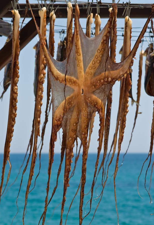 Octopus Drying in Greek Islands Stock Photo - Image of greek, holidays ...